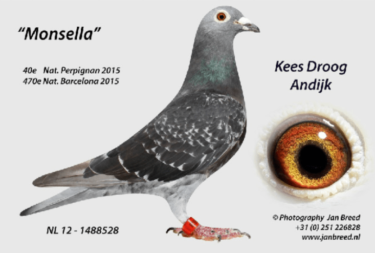 Kees Droog, Andijk – DuijvesteinHattem Netherlands