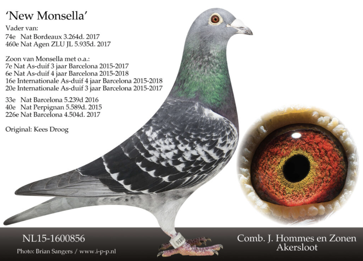 Kees Droog, Andijk – DuijvesteinHattem Netherlands